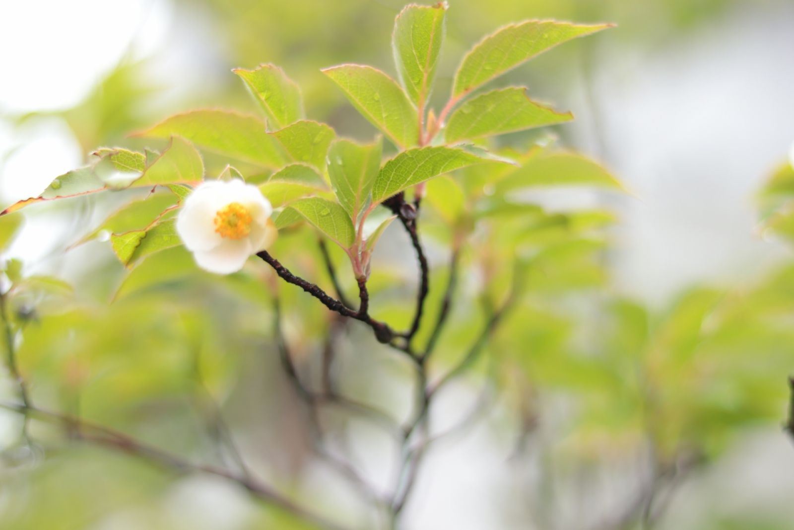 himeshara | HAKONE JAPAN | Visit to Experience the Beauty of Japan