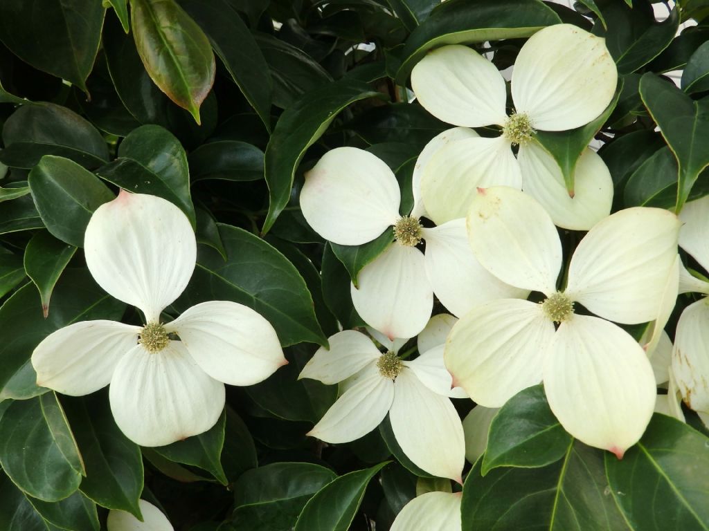 na-flower-summer-やまぼうし | HAKONE JAPAN | Visit to Experience the Beauty ...