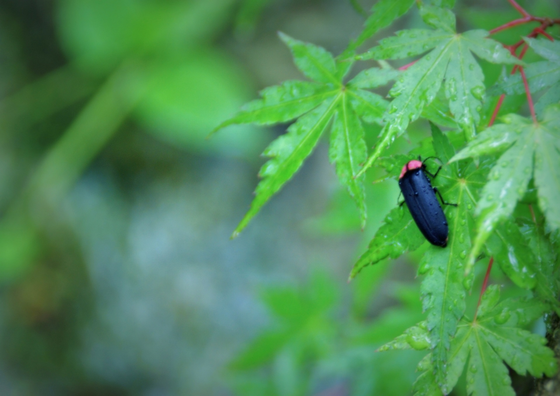 na-insectゲンジホタル | HAKONE JAPAN | Visit to Experience the Beauty of Japan