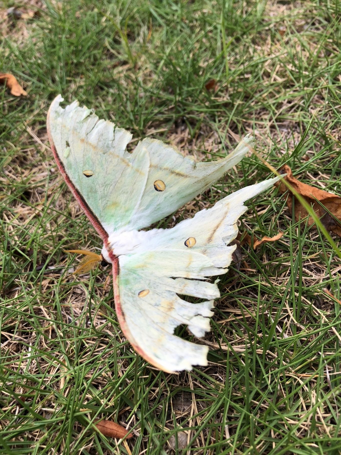 na-insectオオミズアオ | HAKONE JAPAN | Visit to Experience the Beauty of Japan
