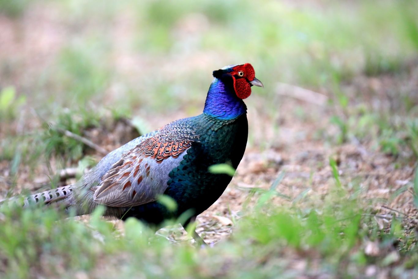 na-bird-キジ | HAKONE JAPAN | Visit to Experience the Beauty of Japan