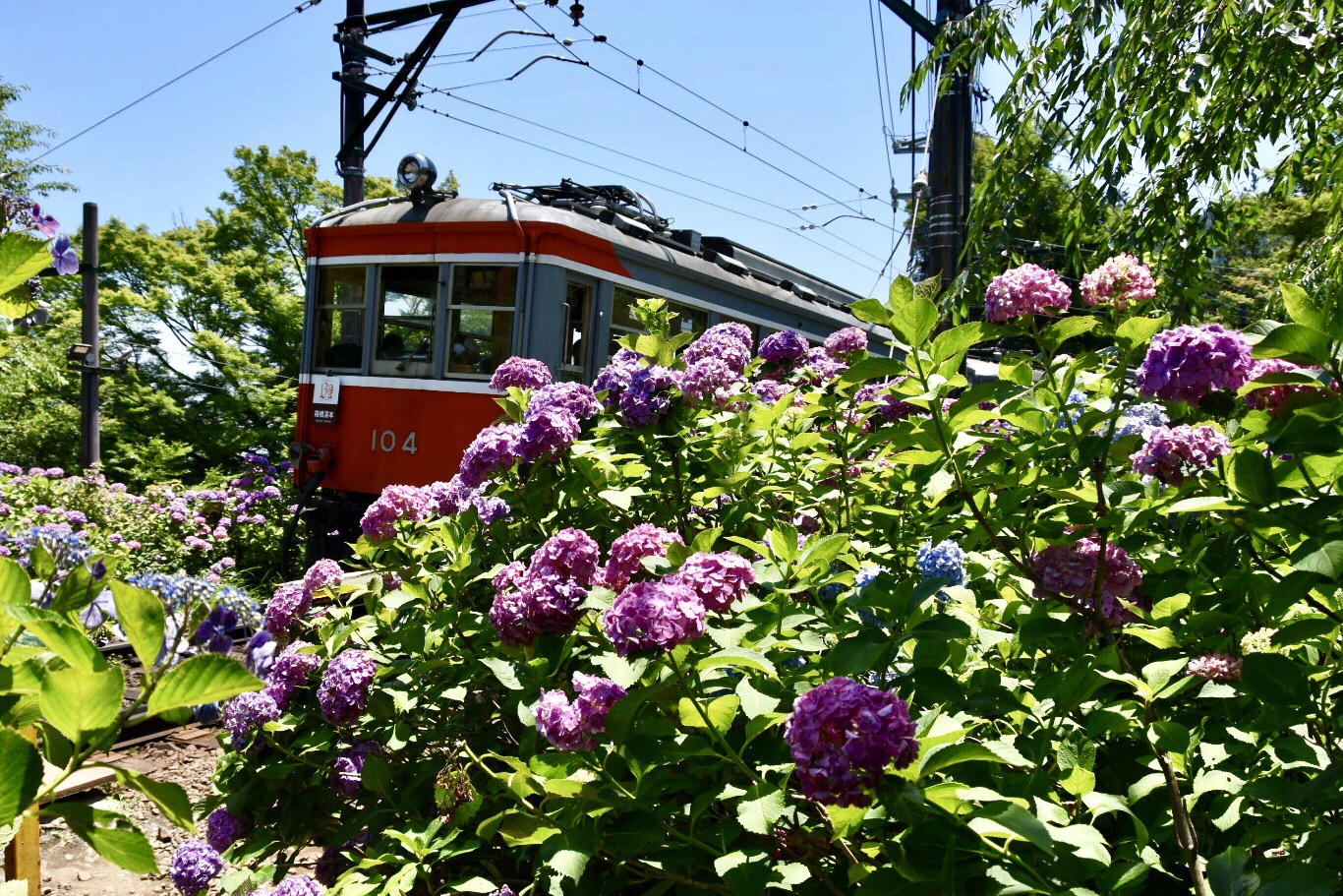 railway-in-hydrangea_t20_oov0AP | HAKONE JAPAN | Visit to Experience ...
